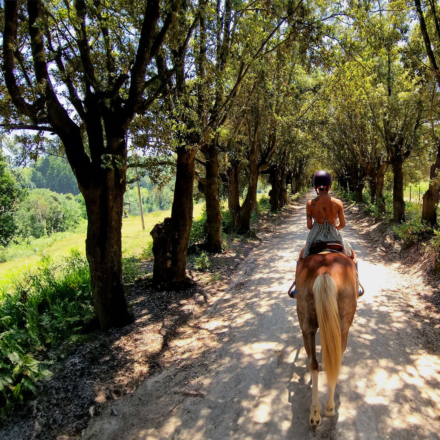 Passeggiata a cavallo di un’ora e mezza nella campagna senese | Freedome
