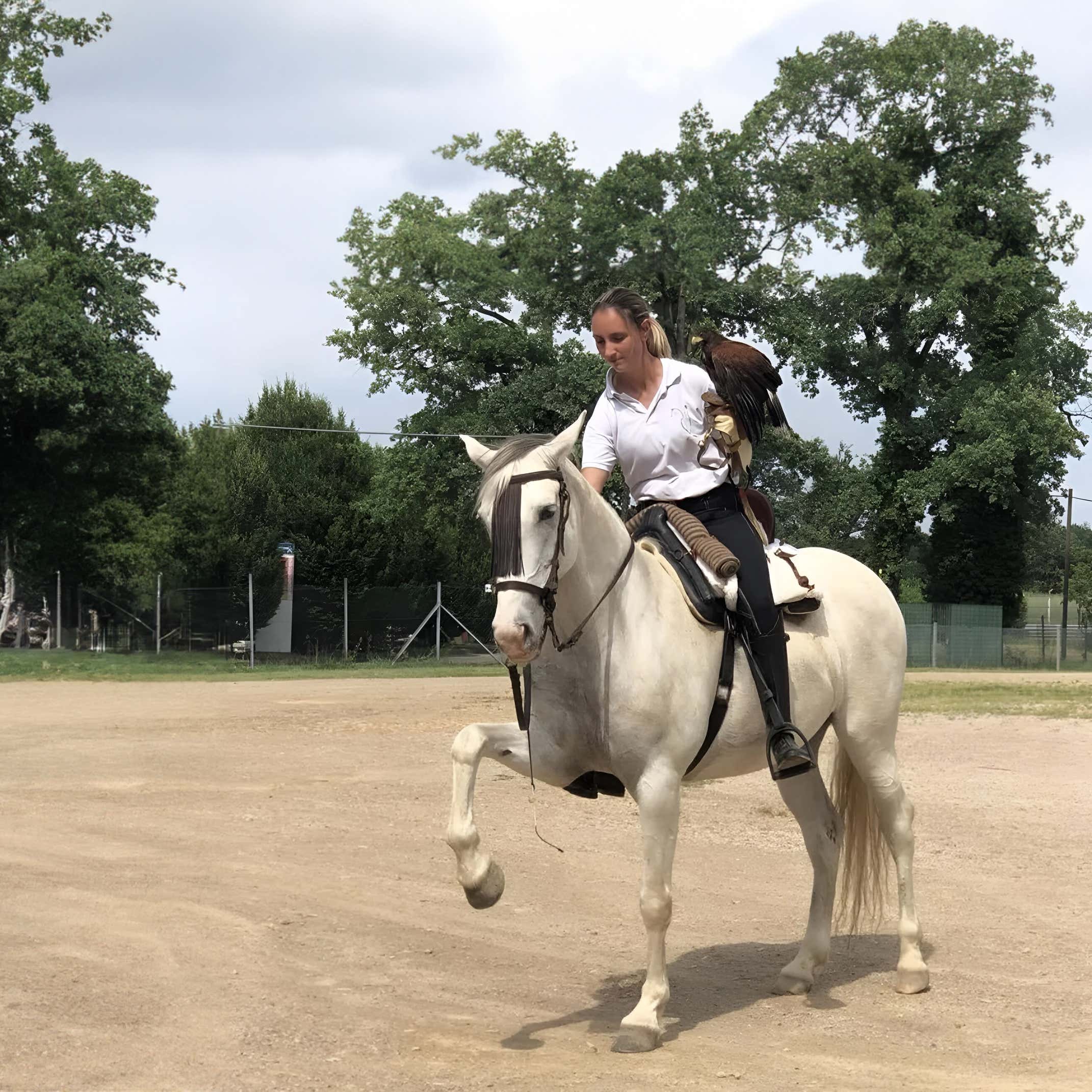 Falconeria a cavallo in Brianza | Freedome