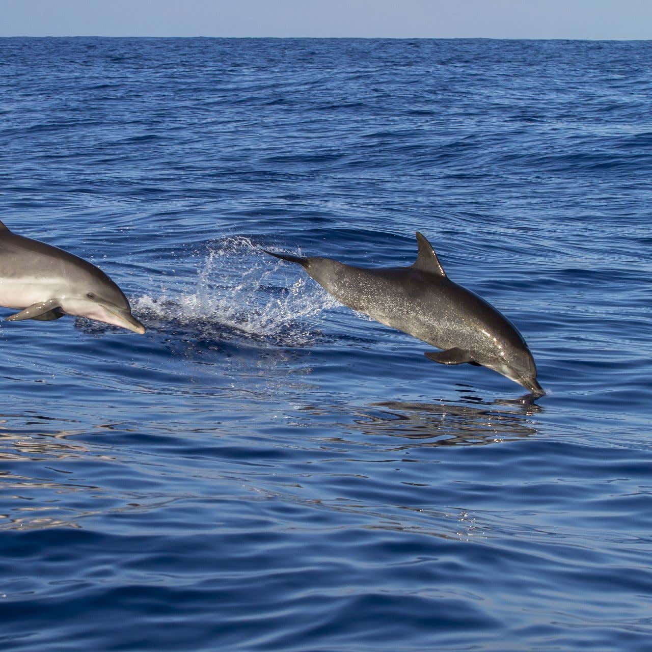 Dolphin Watching tour nel Golfo di Taranto | Freedome