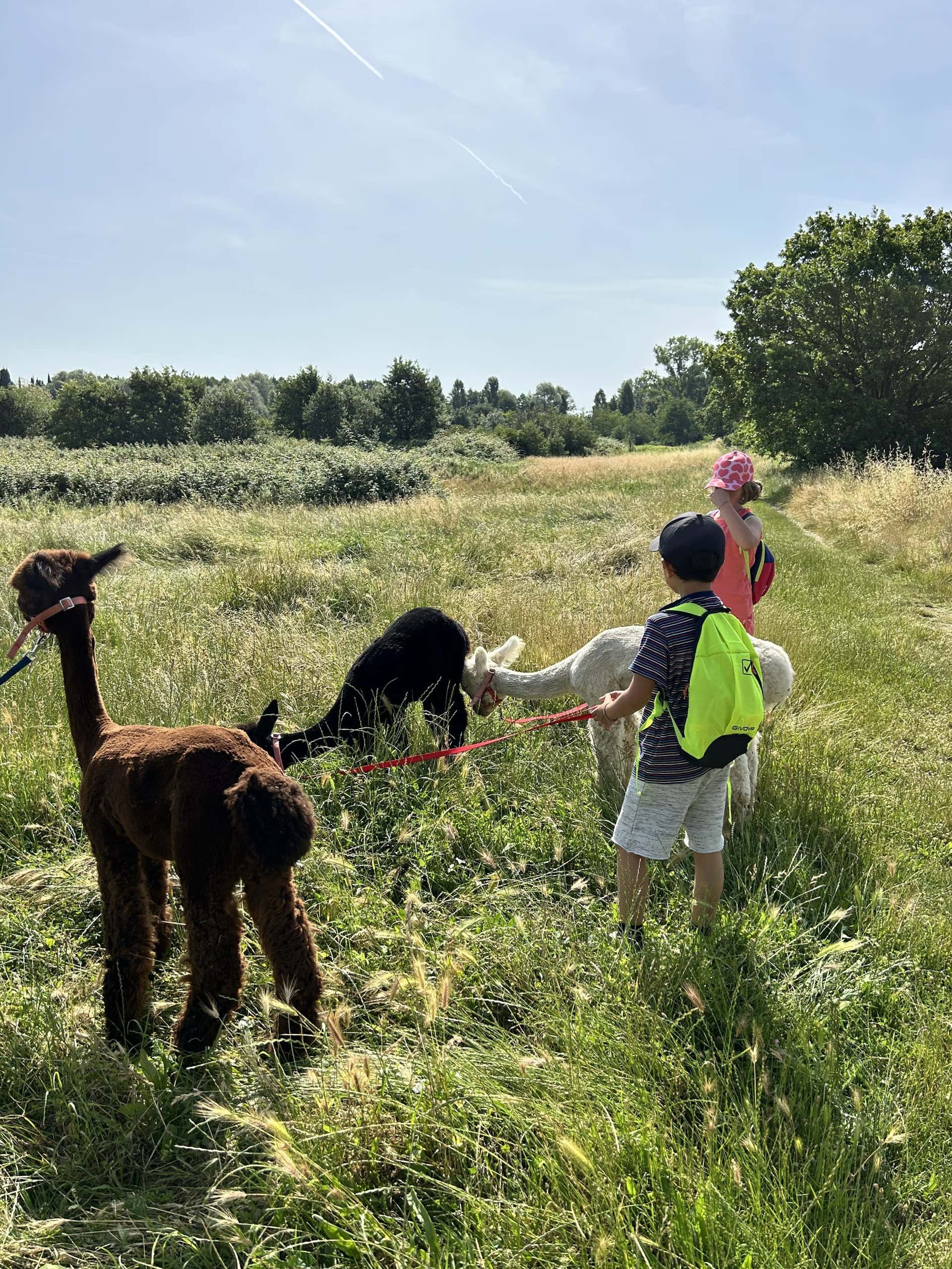 Passeggiate con alpaca Pisa | A partire da €0 | Freedome