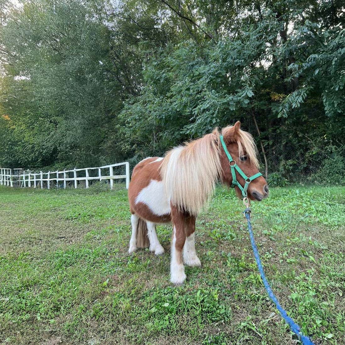 Passeggiata con pony per bambini a Fagnano Olona | Freedome