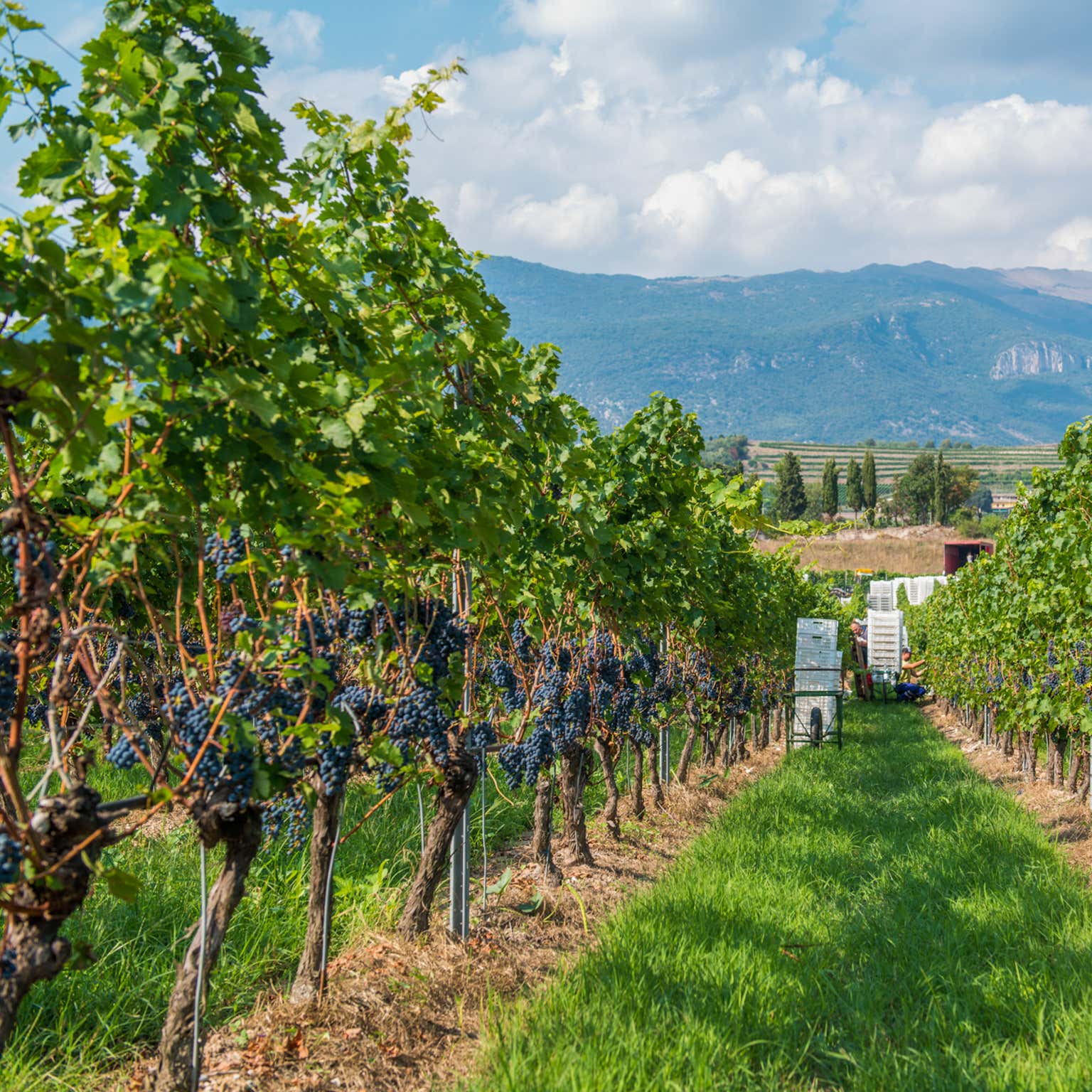 Soggiorno in relais di una notte e degustazione vini sul Lago di Garda ...