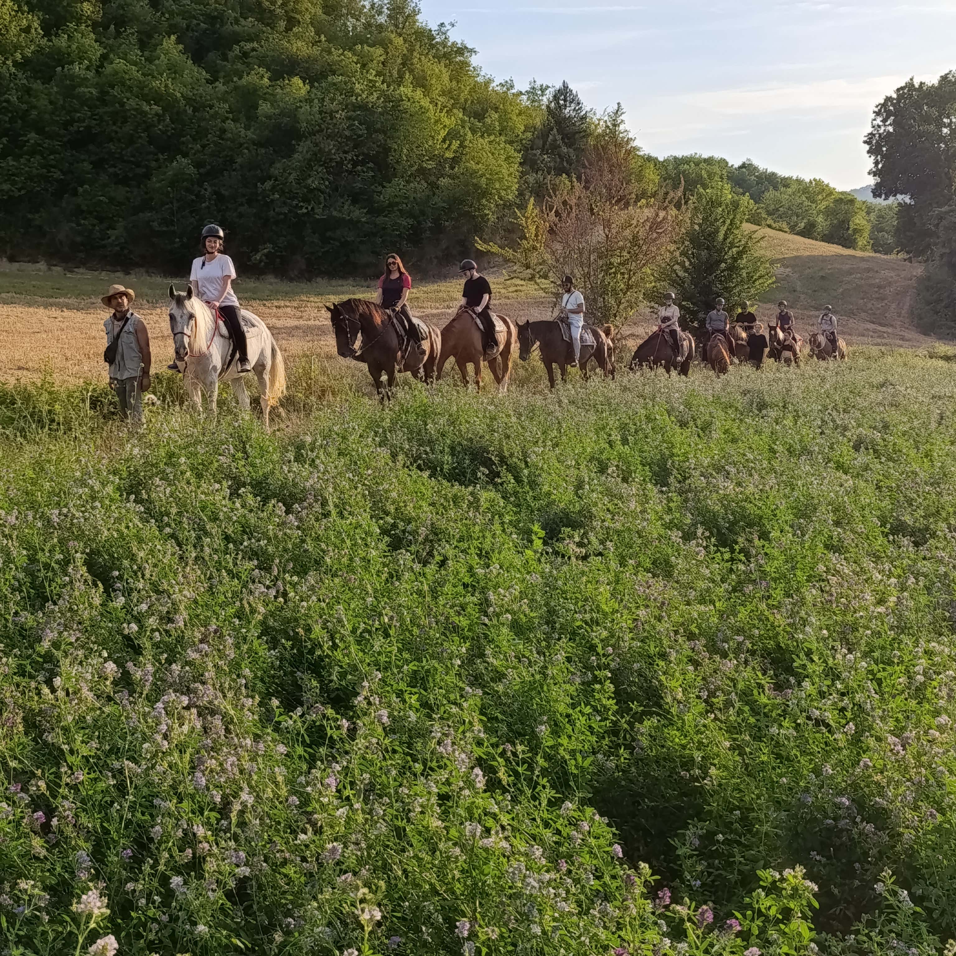 Passeggiata a cavallo panoramica sulle colline di Urbino | Freedome