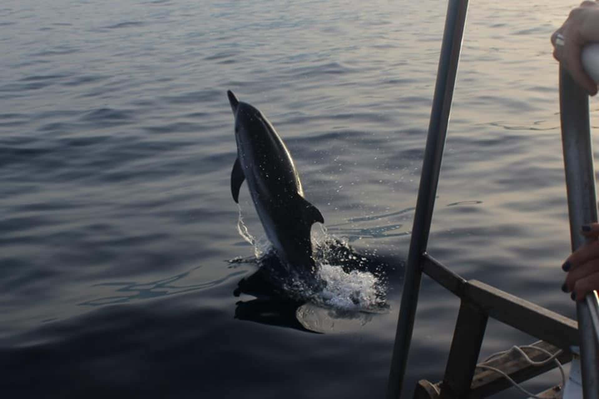 Sunset boat tour in the bay of Naxos and Taormina with dolphin sighting ...