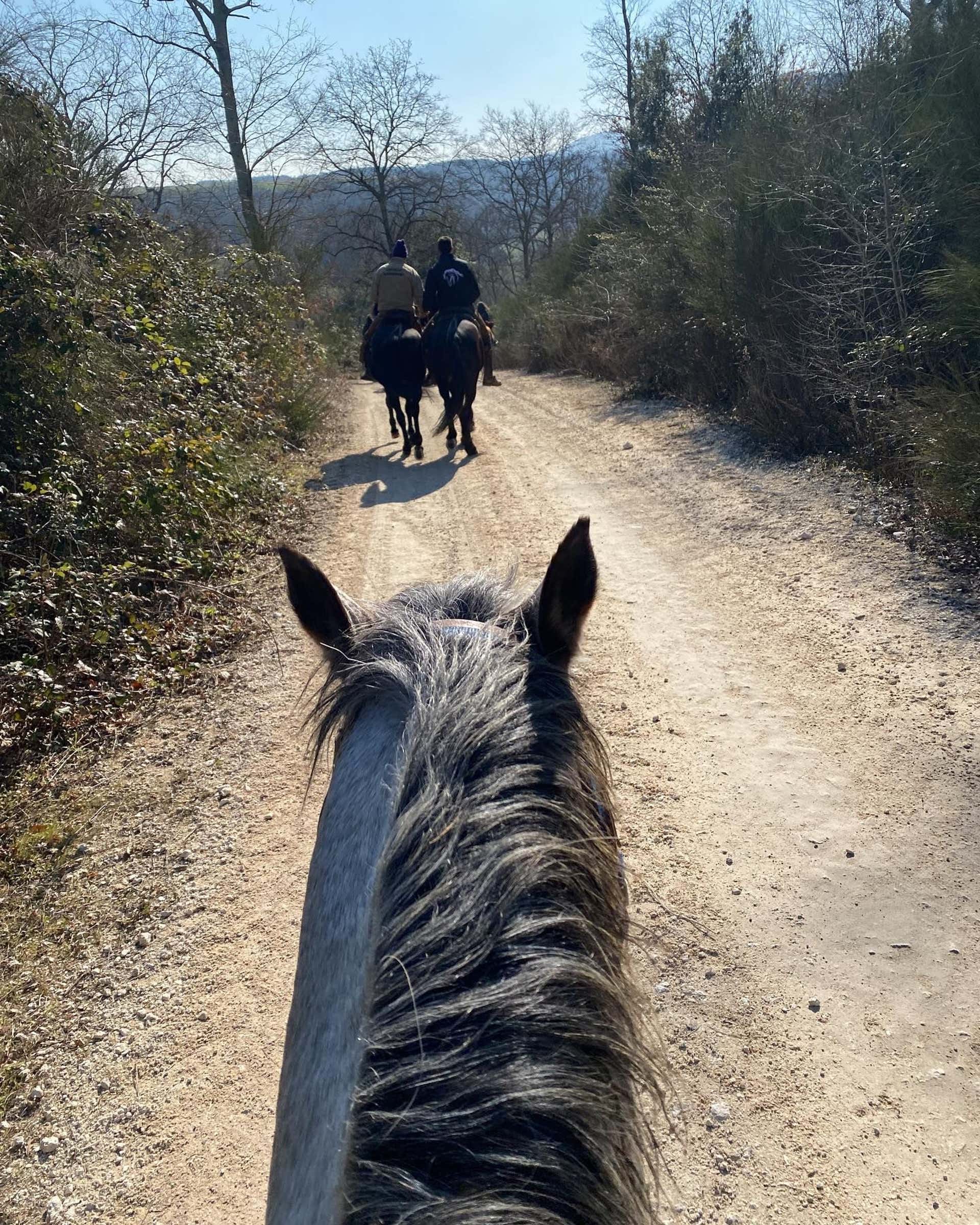 One-hour horseback ride in the Manciano woods | Freedome