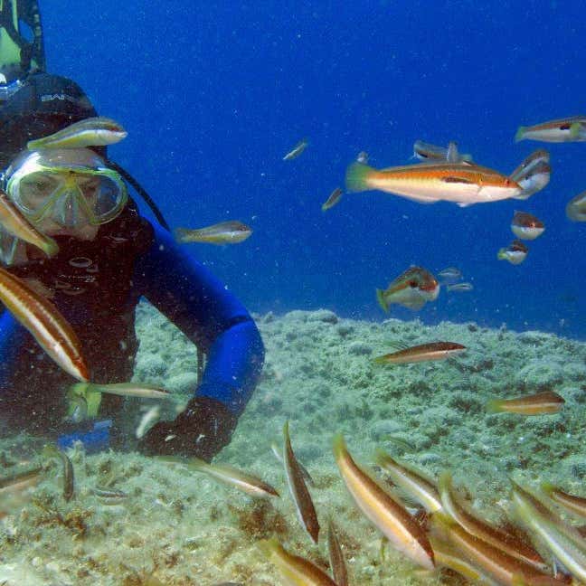 Immersione subacquea “battesimo del mare” a Ischia | Freedome