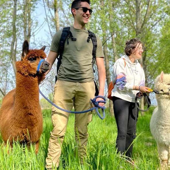 Passeggiata con gli alpaca in provincia di Bergamo | Freedome
